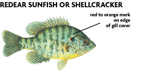 Redear Sunfish or Shellcracker - Hiwassee 640