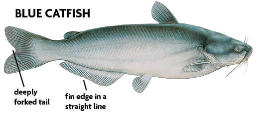 Blue Catfish - Hiwassee 640
