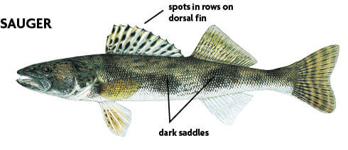 Sauger - Hiwassee 640