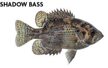 Shadow Bass - Hiwassee 640