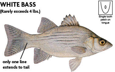 White Bass - Hiwassee 640